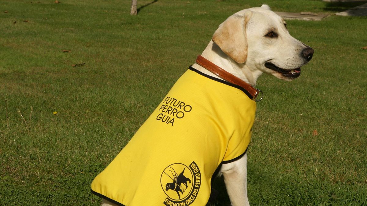 Perros guía: los héroes de cuatro patas que brindan independencia y ...