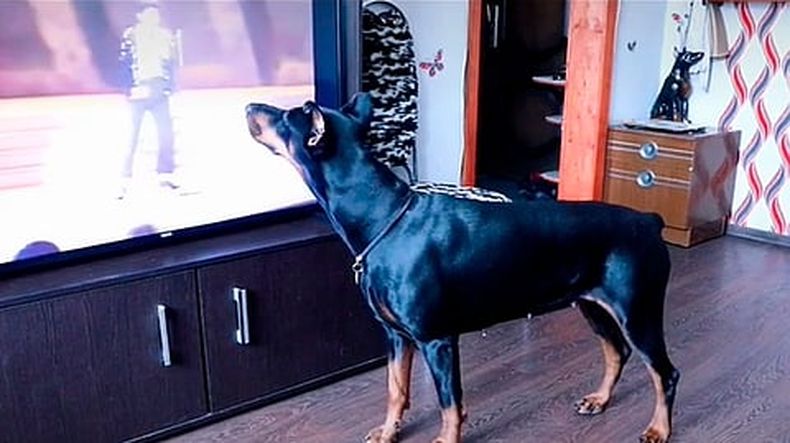 Baila perro con música de Michael Jackson [Video]