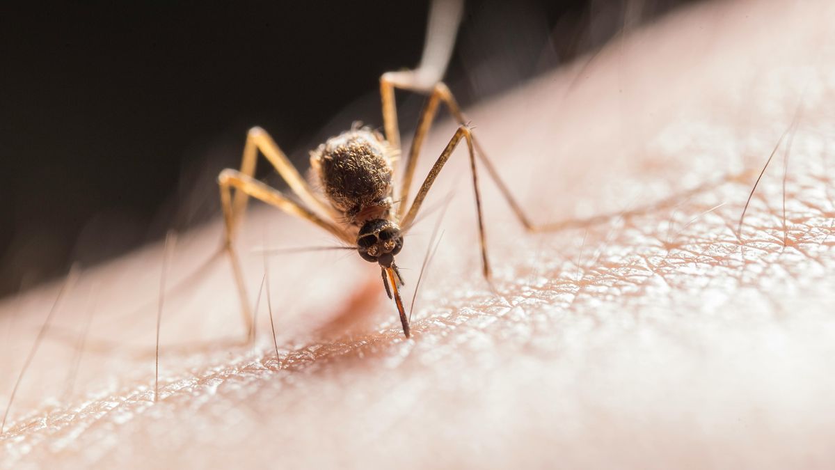 Michoacán suma una muerte por dengue; autoridades buscan frenar contagios