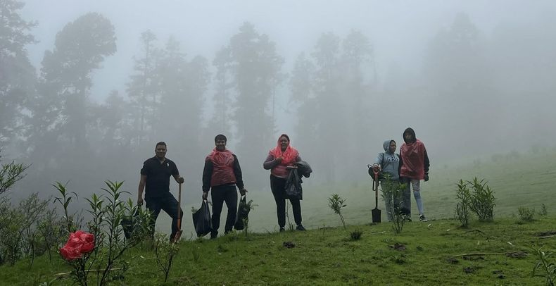 Los bosques de la mariposa monarca te necesitan: aún puedes sumarte a ...
