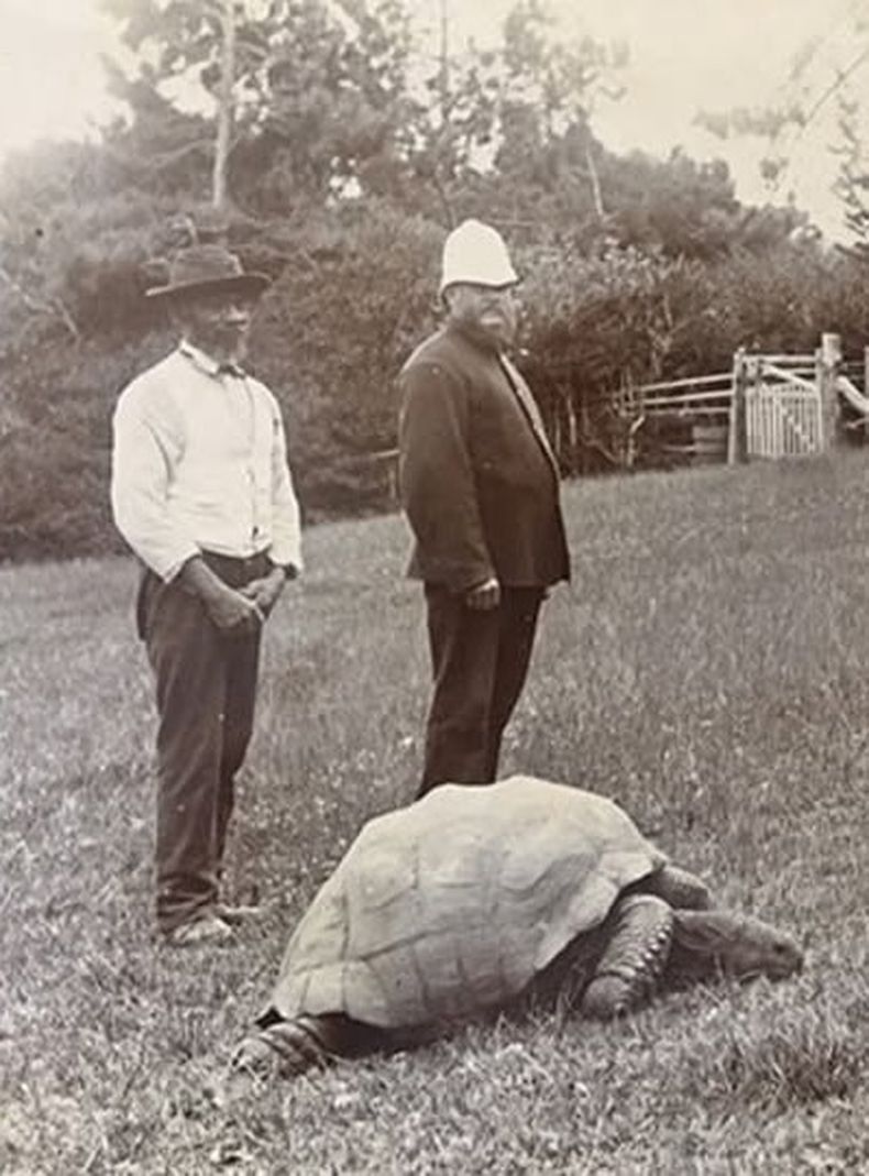 Jonathan: la tortuga que desafía al tiempo con 194 años de vida