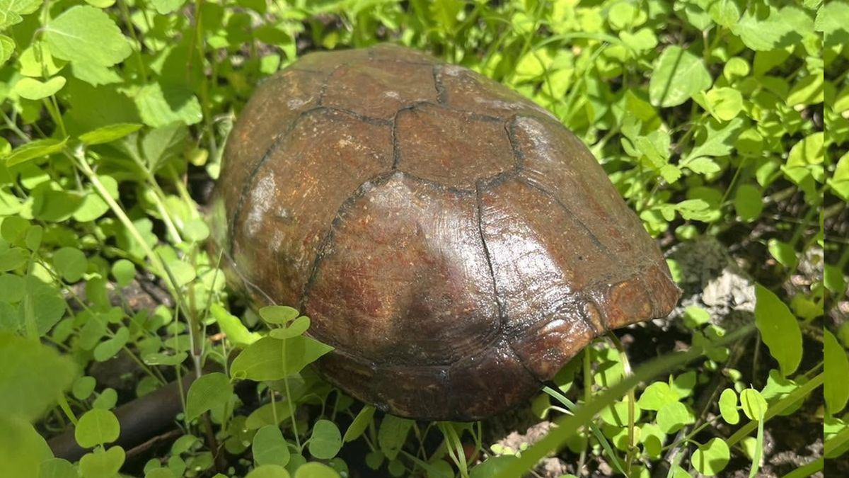 Piden no llevarse tortugas de los cerros de Capula; especie está protegida