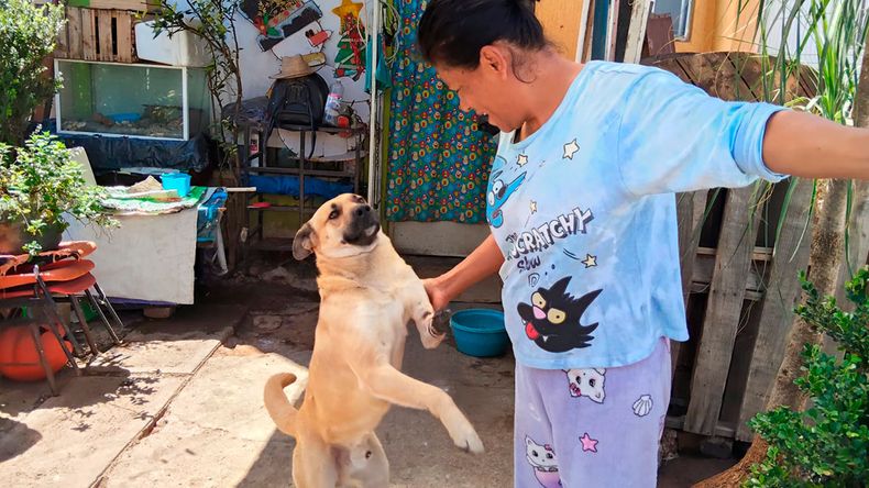 Como pudo y a la brava: mujer rescata a perro herido y evita su muerte
