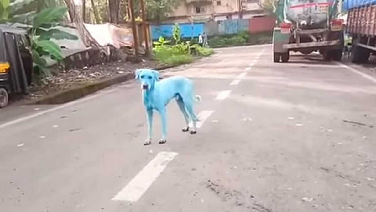 Video: ¡Insólito! Perros se vuelven de color azul por esta razón