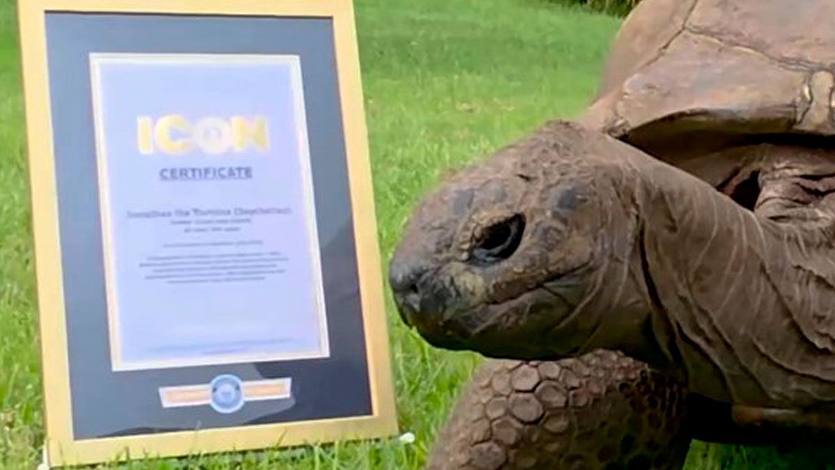 Jonathan: la tortuga que desafía al tiempo con 194 años de vida