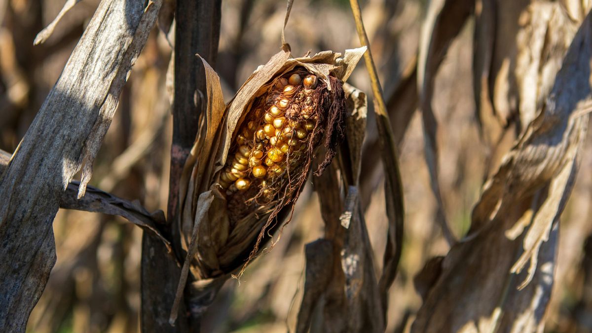 Cambio climático podría expandir plaga que amenaza al maíz en México